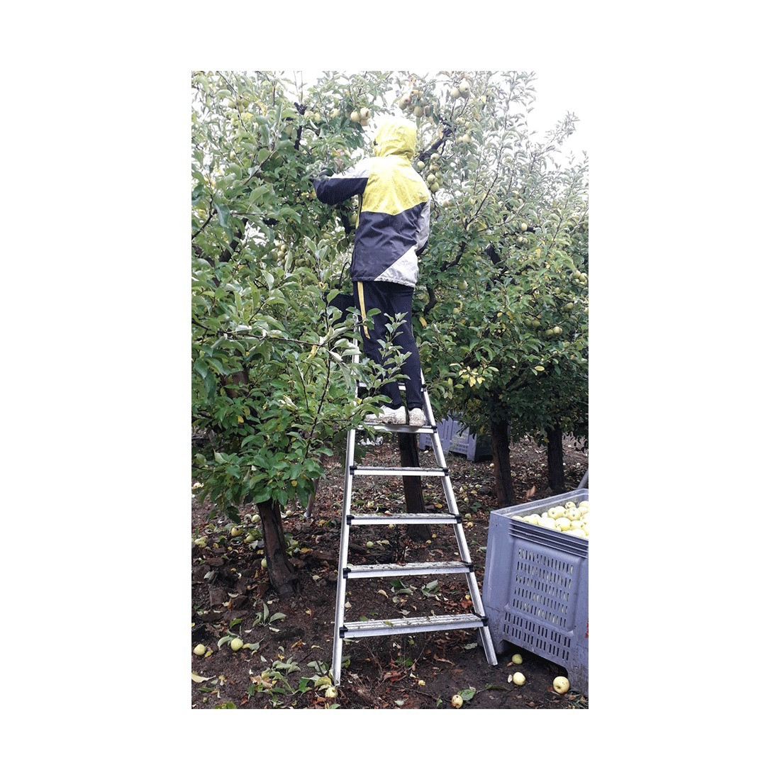 Aluminum Fruit Ladder - Trade ladders : Echelle Canada