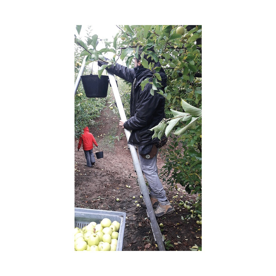 Aluminum Fruit Ladder - Trade ladders : Echelle Canada